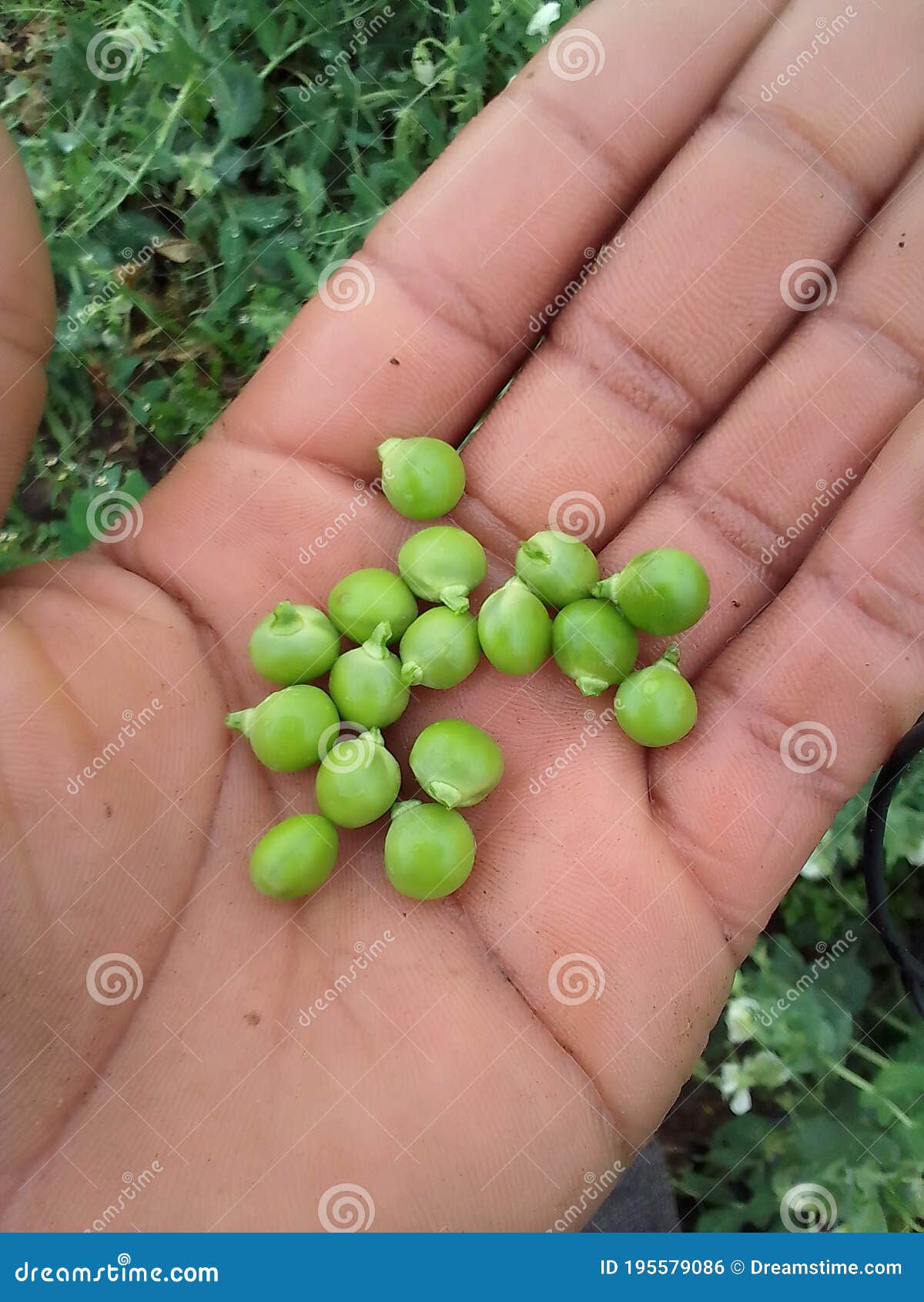 Farming Peas Green for Cooking Freshy Stock Photo - Image of green ...