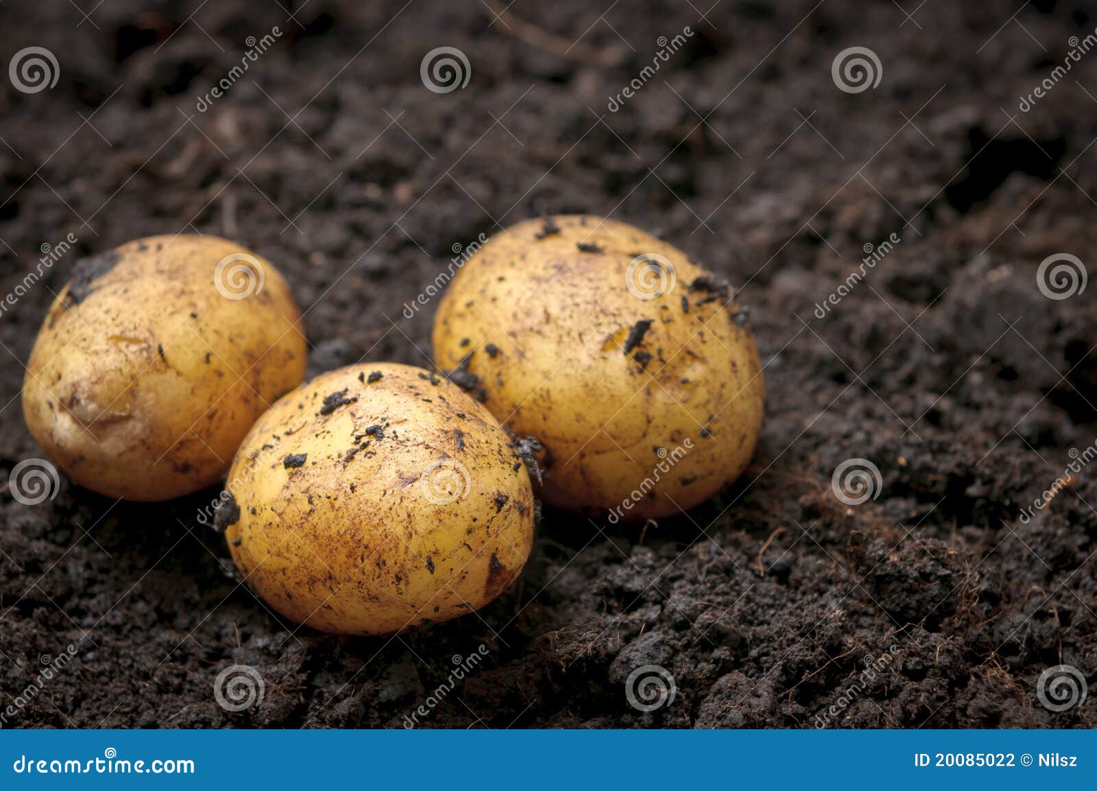 Farming Potatoes stock photo. Image of cultivation, earth - 20085022