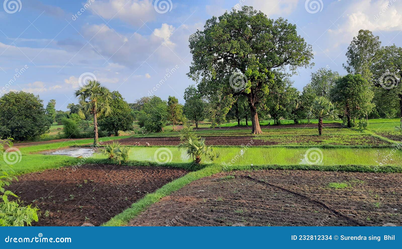 Farming in Rain season stock photo. Image of seasin - 232812334