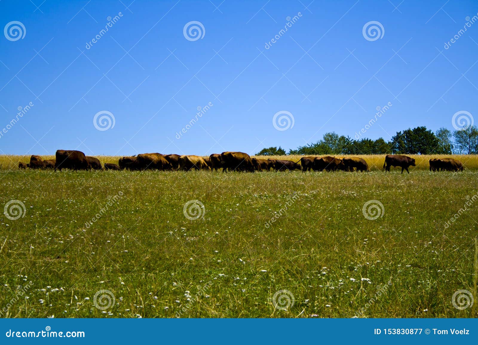 Farming Ranch Angus and Hereford Cattle in Bavaria, Germany Stock Image ...