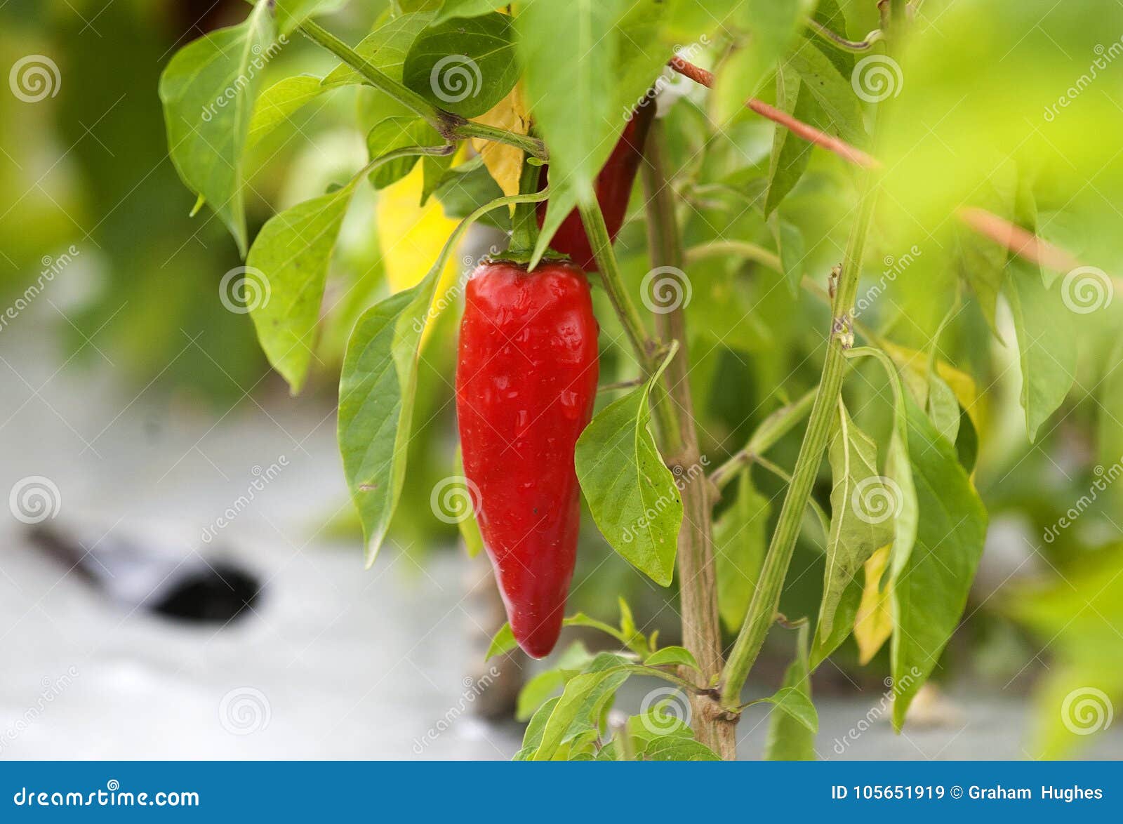 Farming stock image. Image of seed, outdoors, farm, work - 105651919