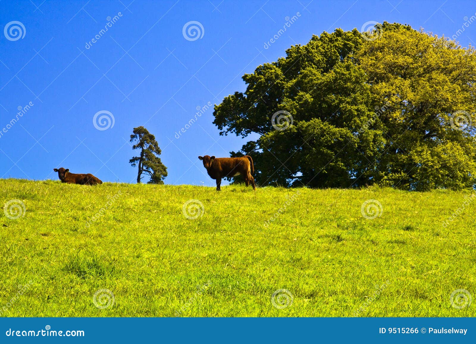 Devon Farming On Red Soil Stock Image | CartoonDealer.com #9434851
