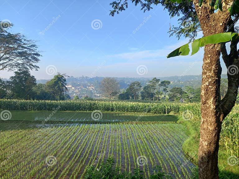 Farming Rice in Bogor Indonesia Stock Image - Image of rice, bogor ...