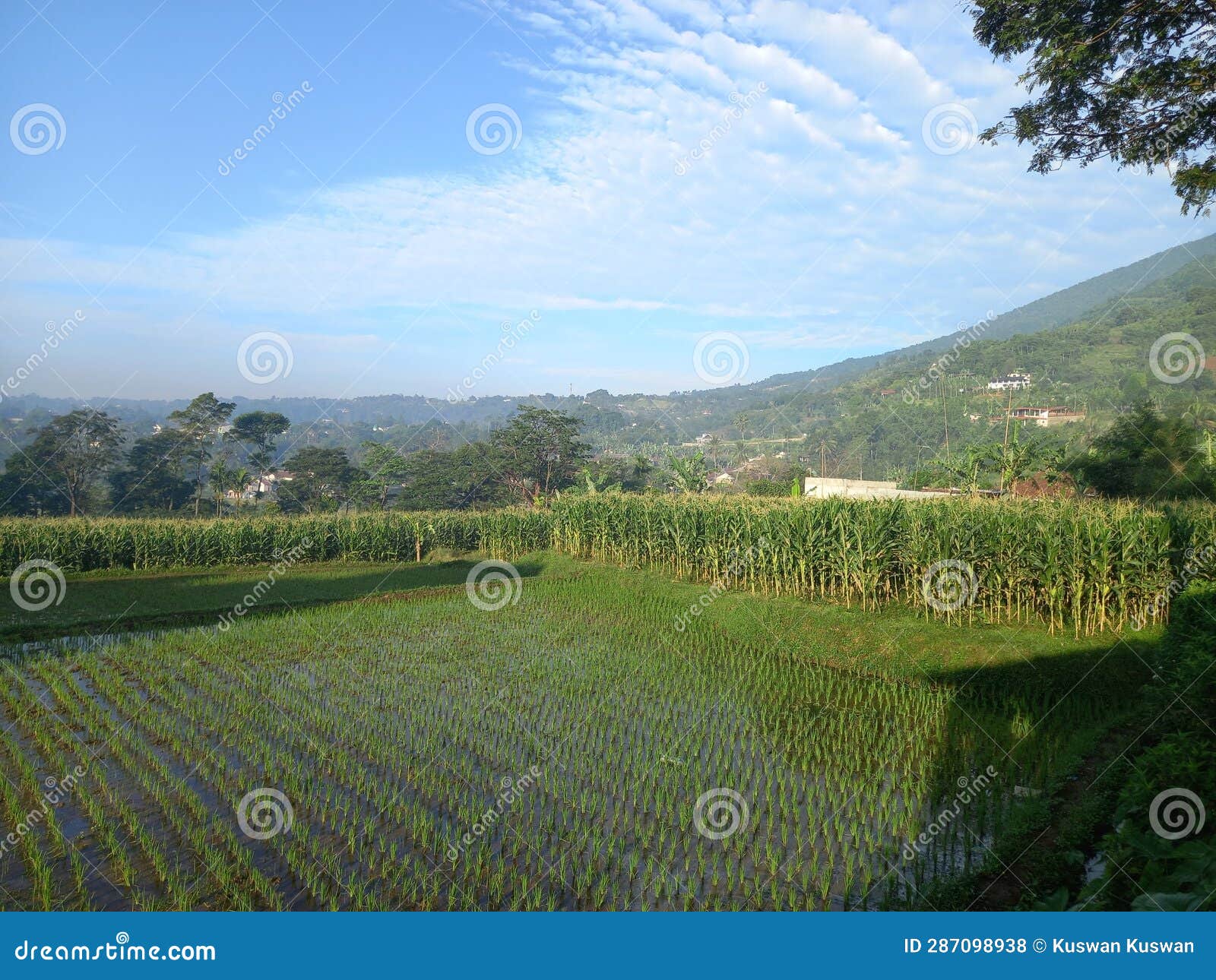 Farming Rice in Bogor West Java Indonesia Stock Photo - Image of west ...