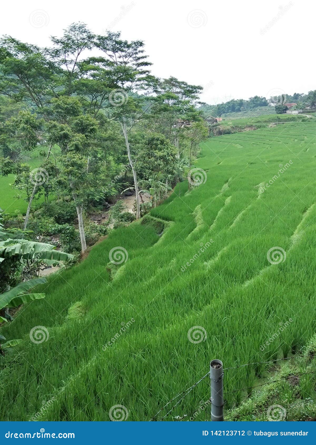 Farming before a rice stock photo. Image of rice, fresh - 142123712