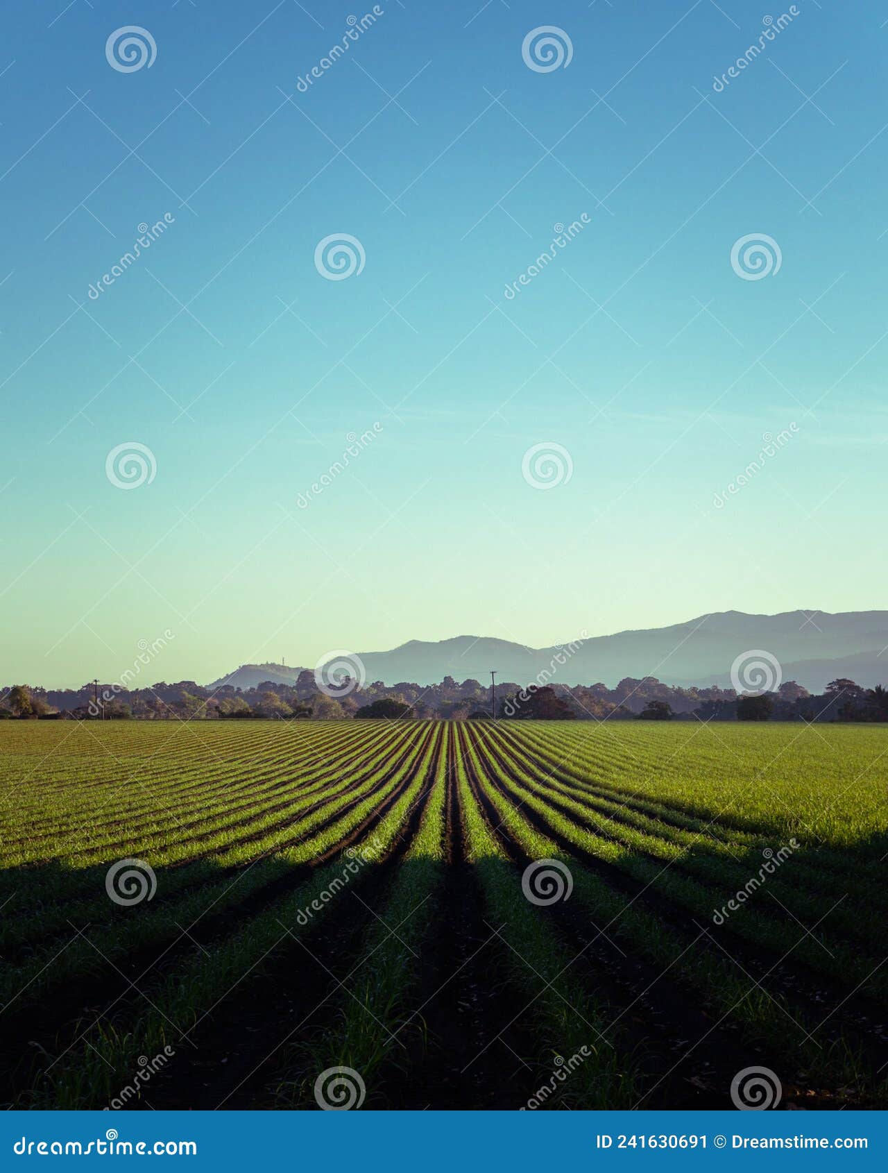 Farming in a row stock image. Image of landscape, nature - 241630691