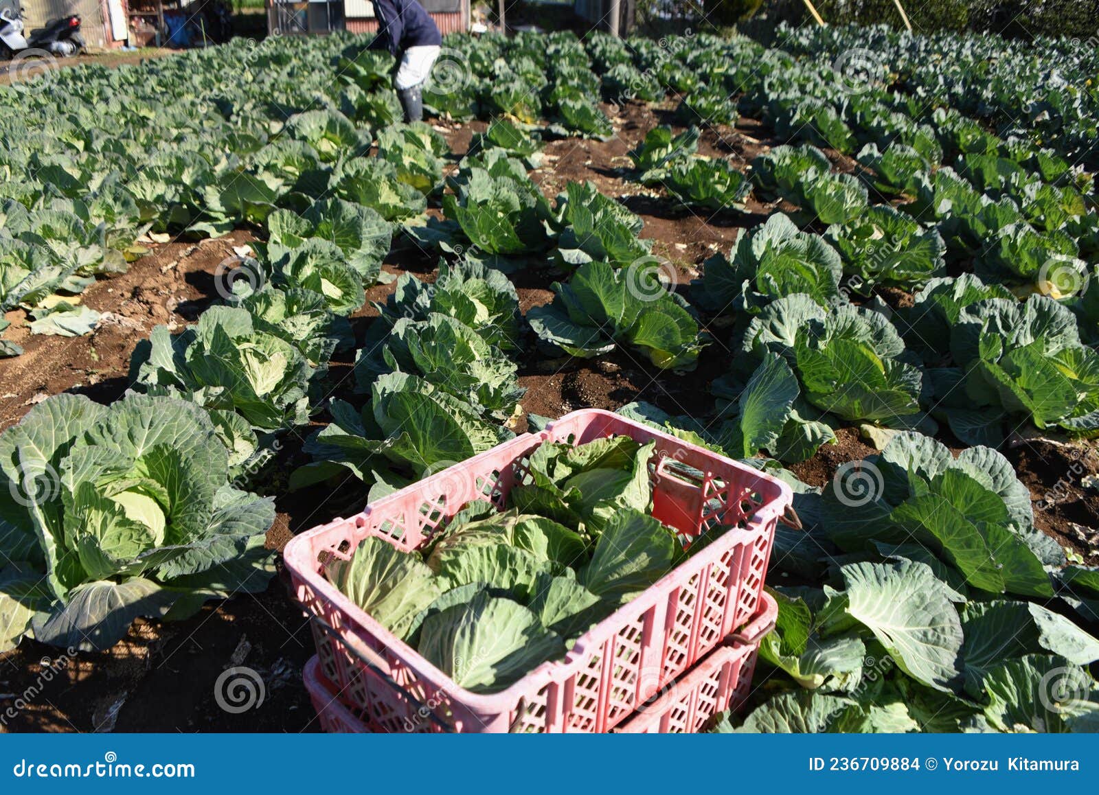 Harvesting cabbage. stock photo. Image of agriculture - 236709884