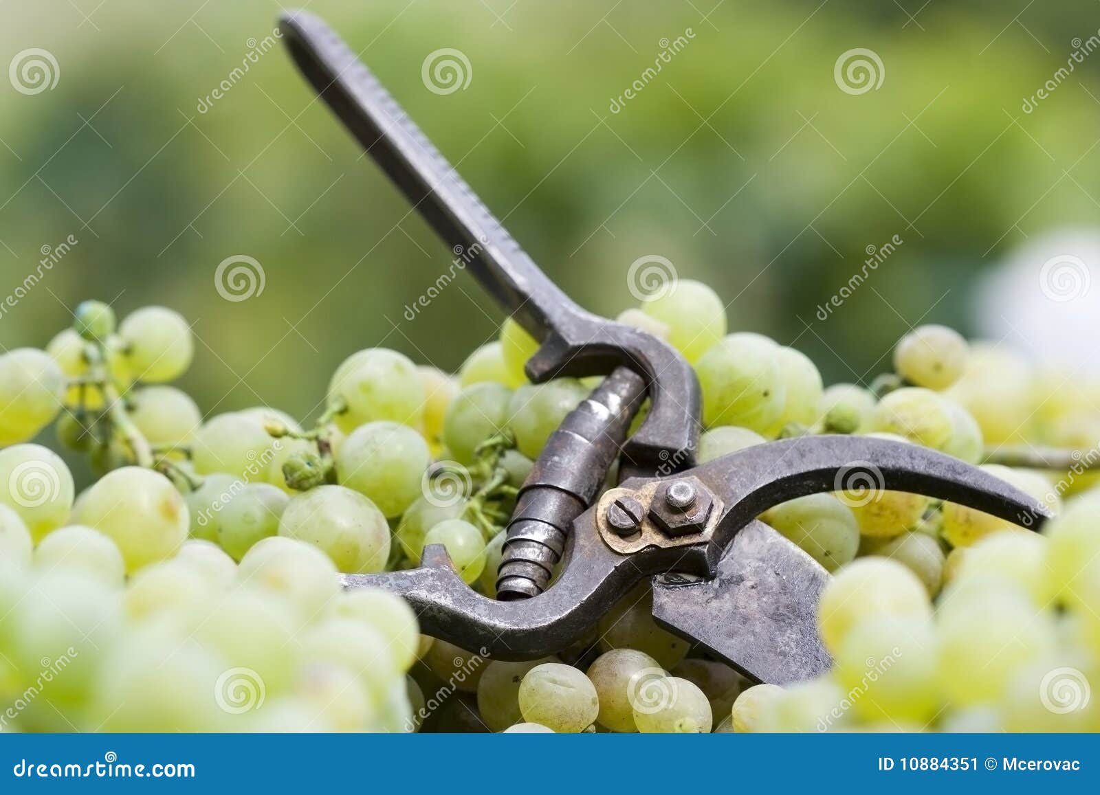 Farming Scissors stock image. Image of sweet, harvesting - 10884351