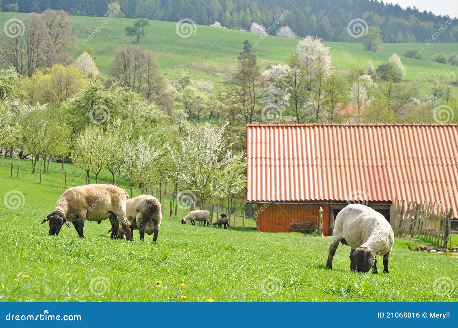 Farming, Sheep Farm Countryside Stock Photo - Image of grazing, easter ...
