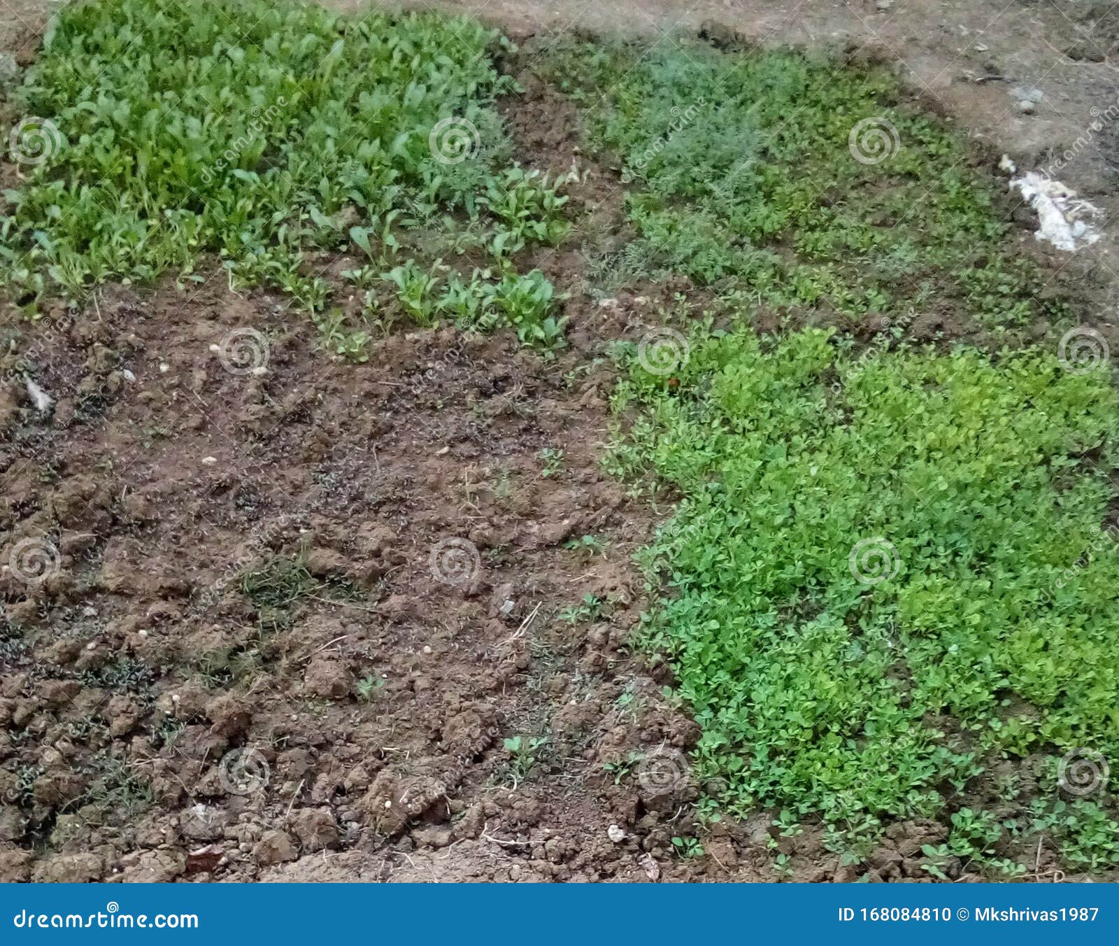 Farming in a Small Area of Land Stock Photo - Image of small, coriander ...