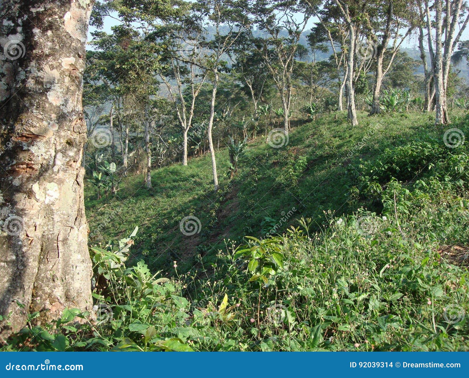 Farming stock photo. Image of farm, plant, ecologic, green - 92039314