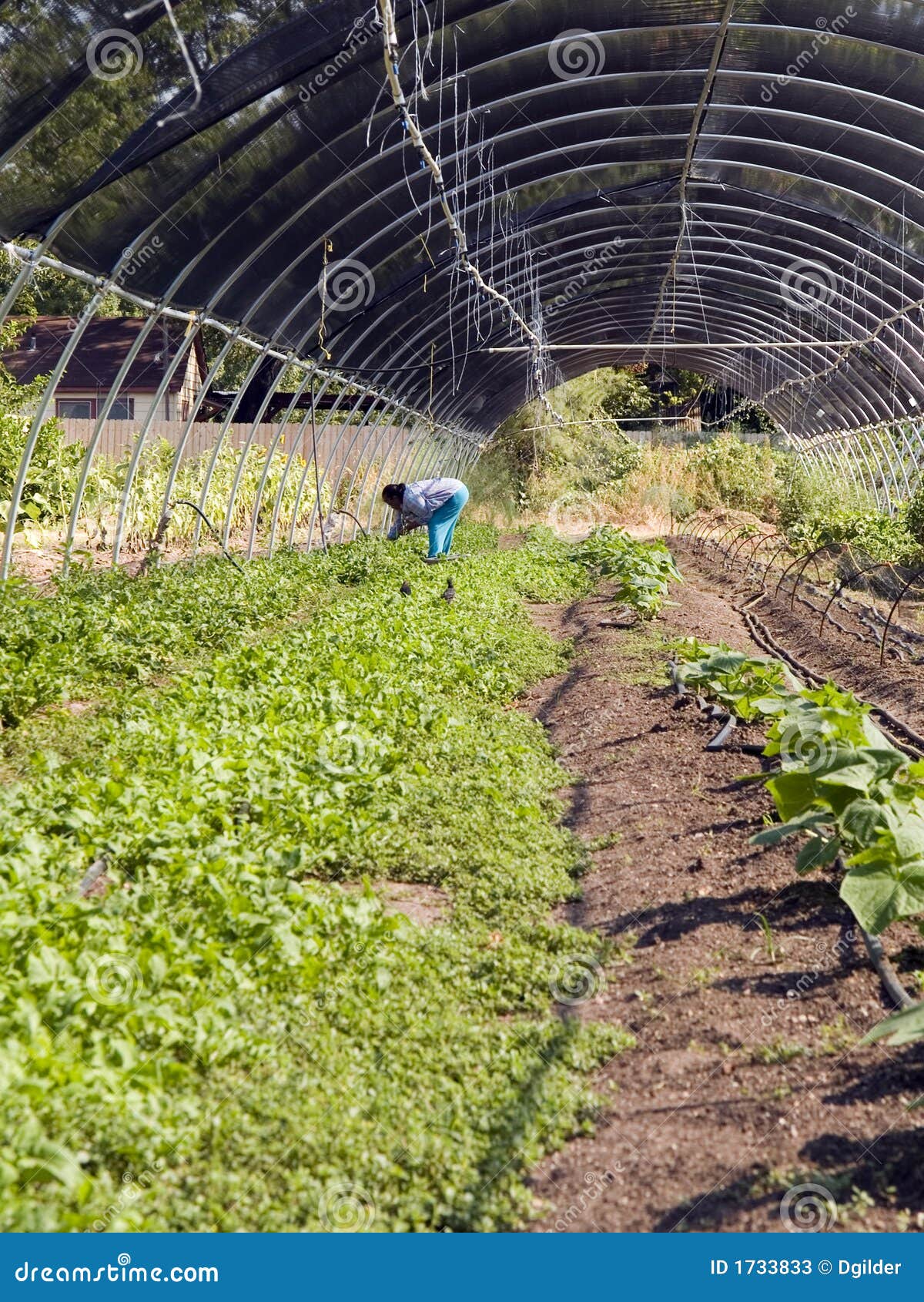 Farming - tending crops stock image. Image of industry - 1733833