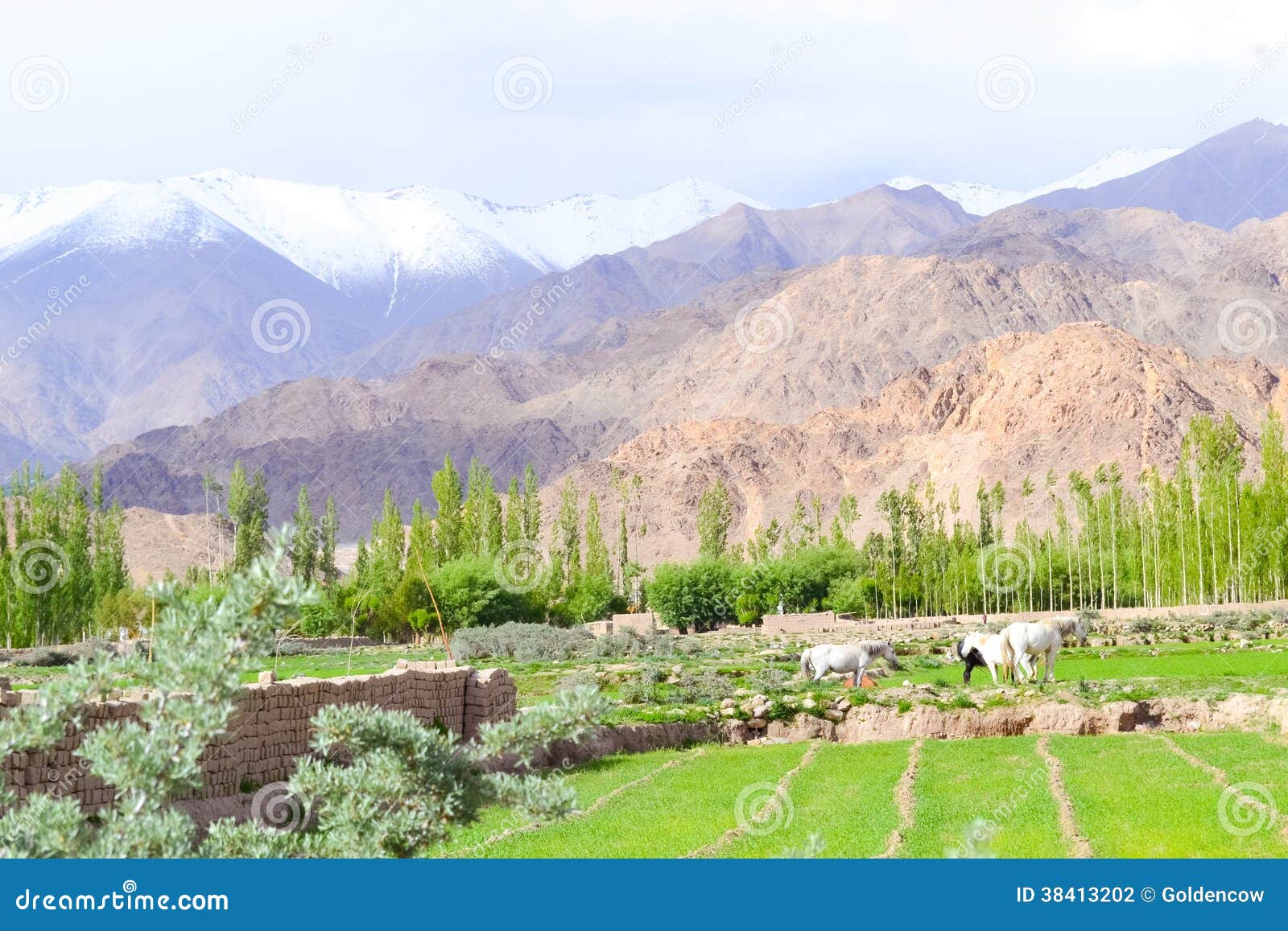 Farming in tibet... stock photo. Image of travel, growing - 38413202