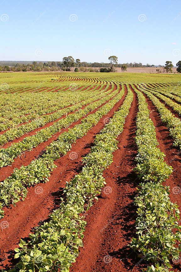 Farming Today stock image. Image of cash, vegetable, agriculture - 840553