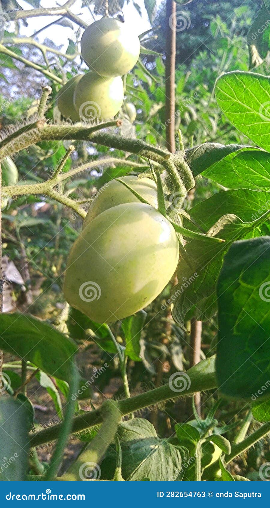 Farming Tomato Trees and Their Young, Bright Green Fruit Stock Image ...