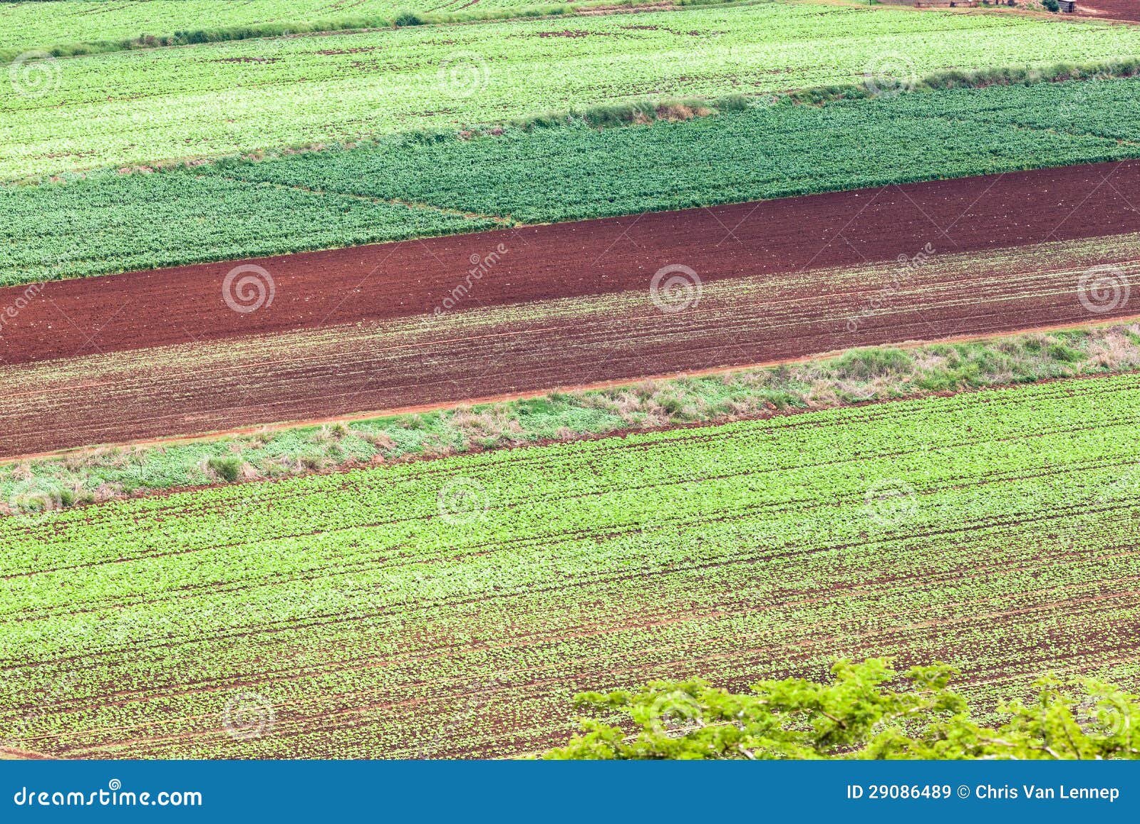 Farming Vegetables Crops stock image. Image of seeds - 29086489