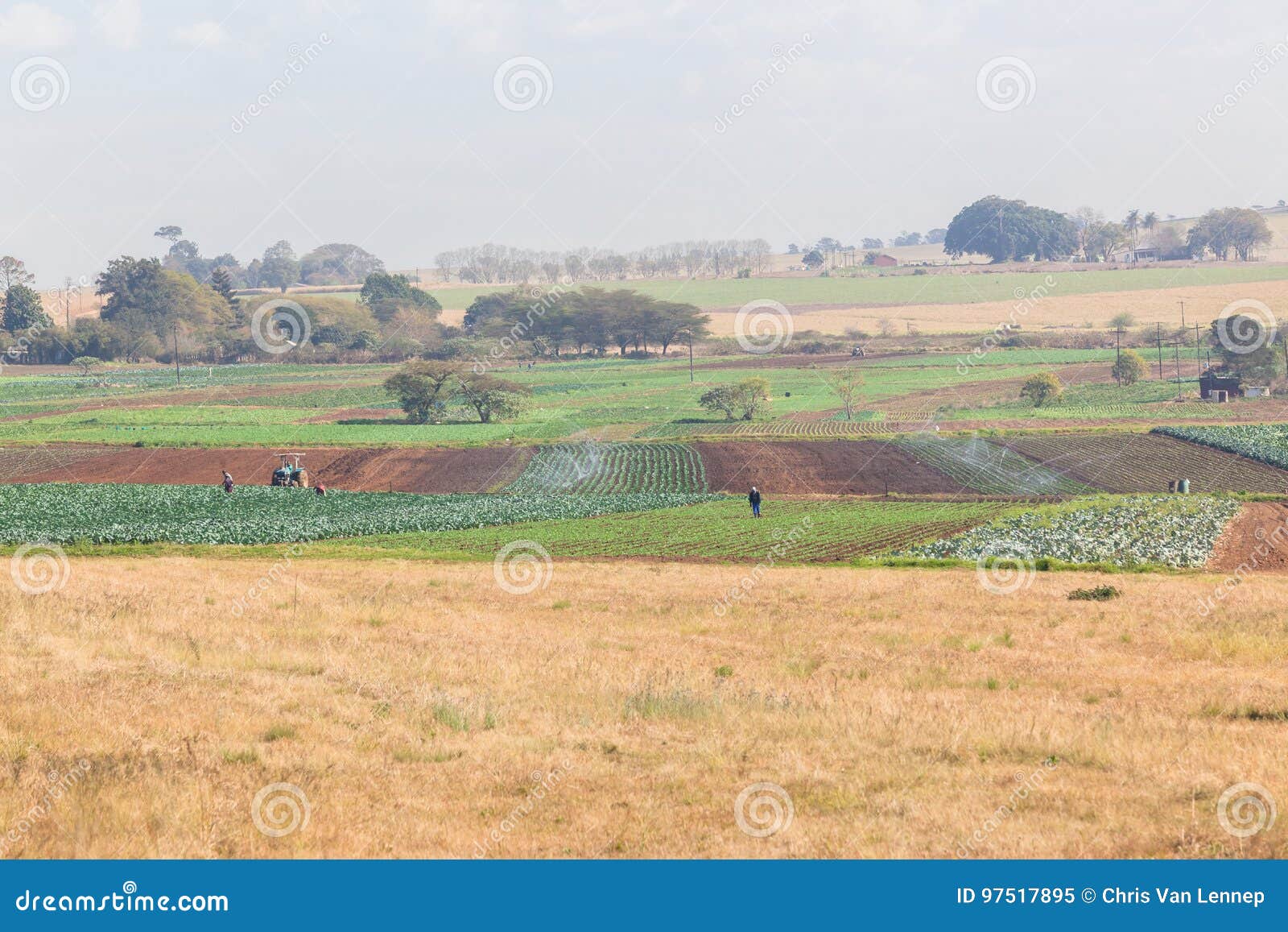Farming Vegetables Landscape Stock Image - Image of markets, africa ...