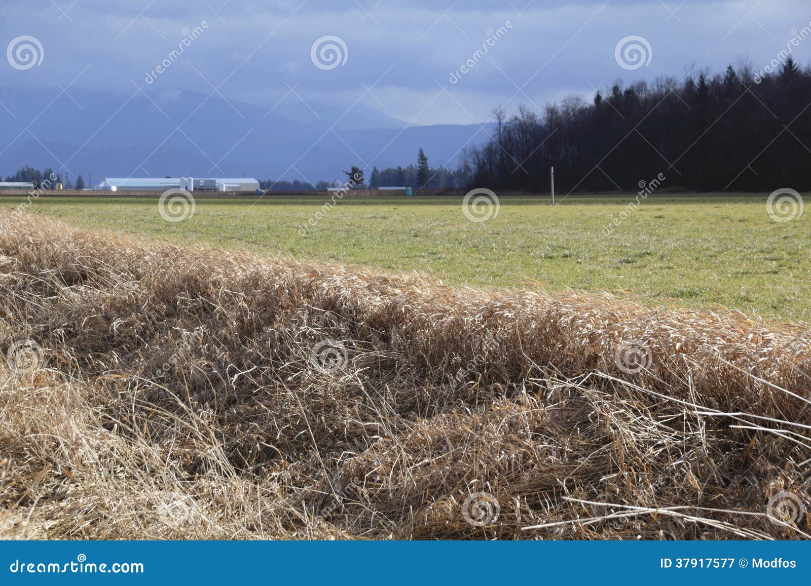 Farming in Western Washington Stock Image - Image of states, pacific ...
