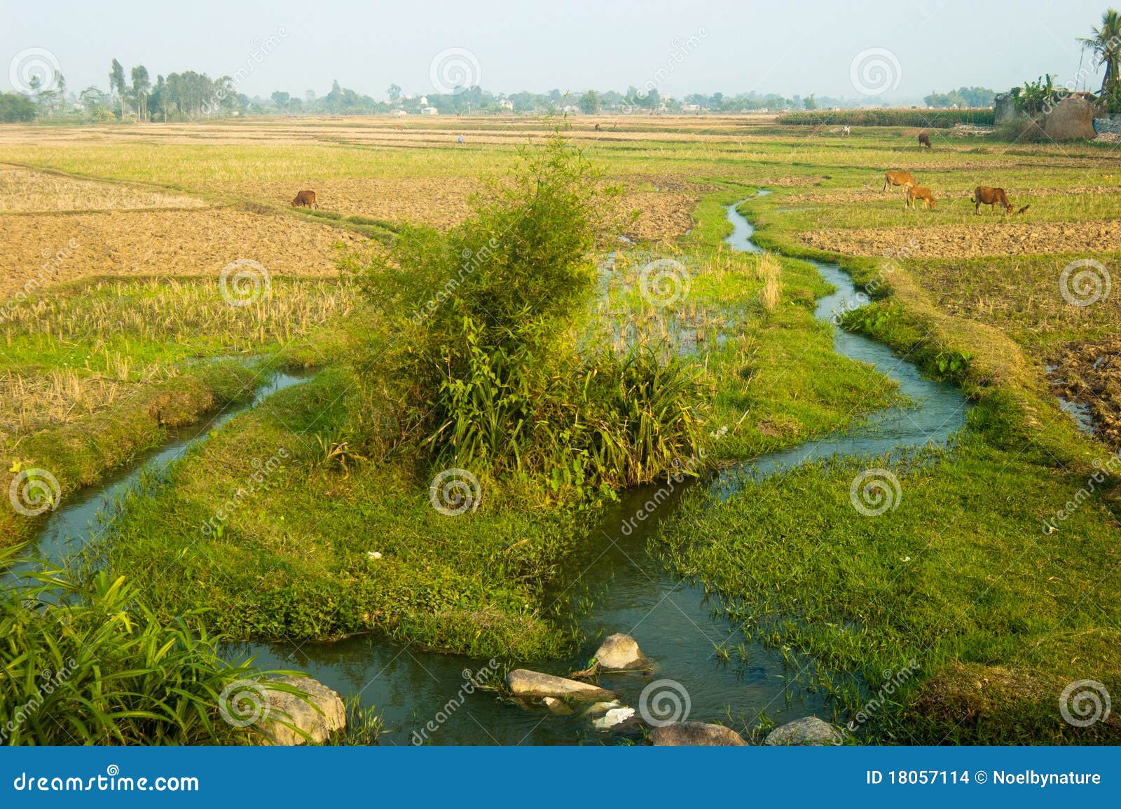 Farmland stock photo. Image of water, asia, padi, cattle - 18057114