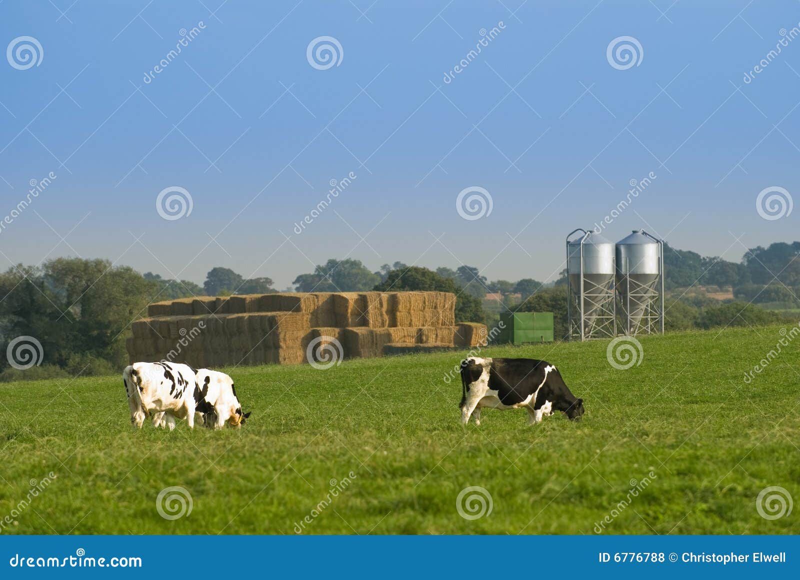 Farmland stock photo. Image of dairy, country, farming - 6776788
