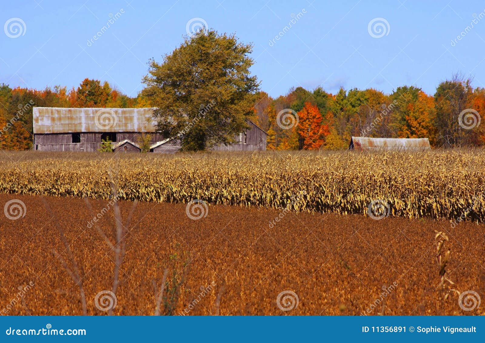 Farmland in autumn stock image. Image of farming, farm - 11356891