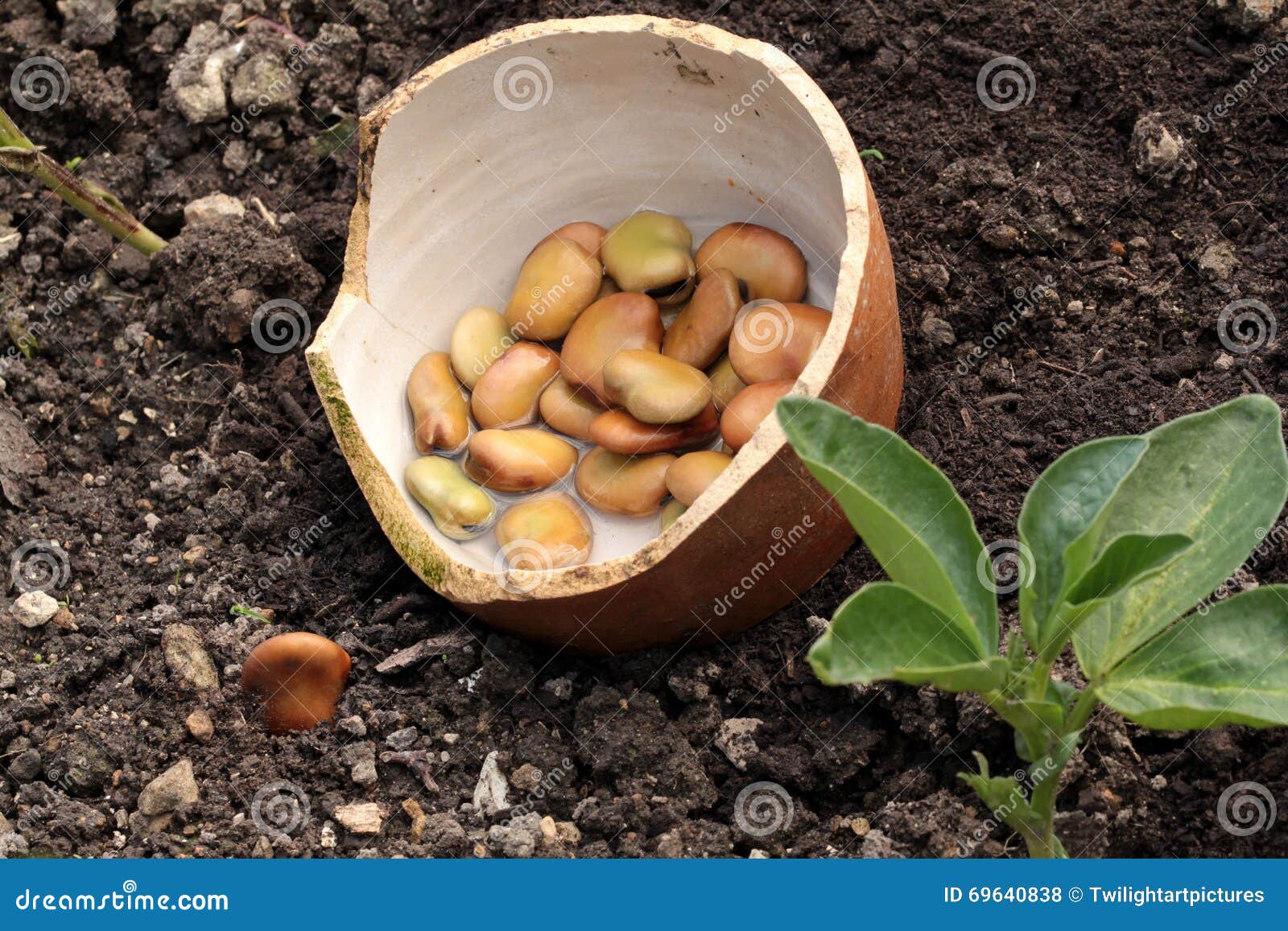 Farmland Beans in the Earth Stock Photo - Image of harvest, gardening ...