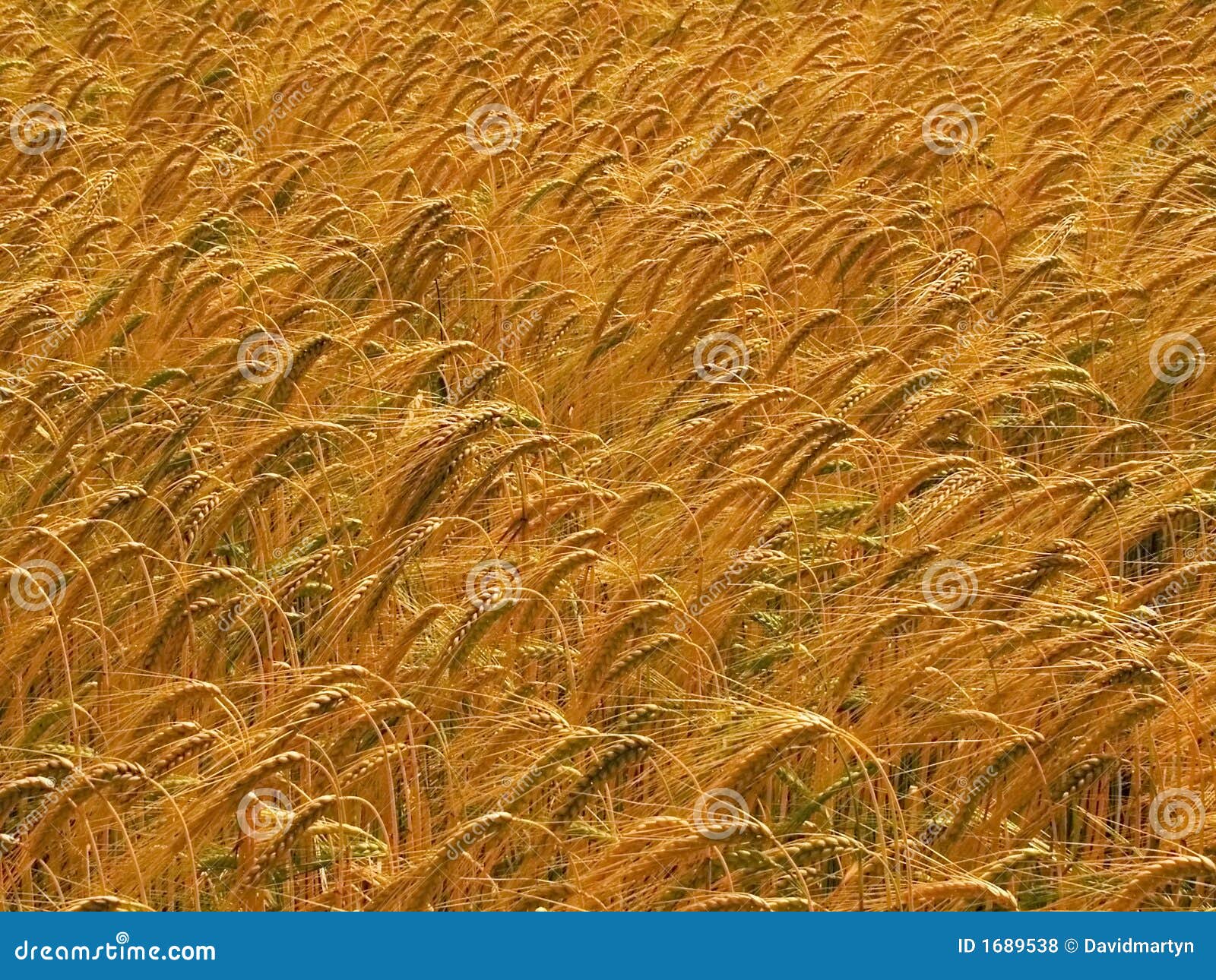 Farmland with cereal crops stock photo. Image of harvest - 1689538