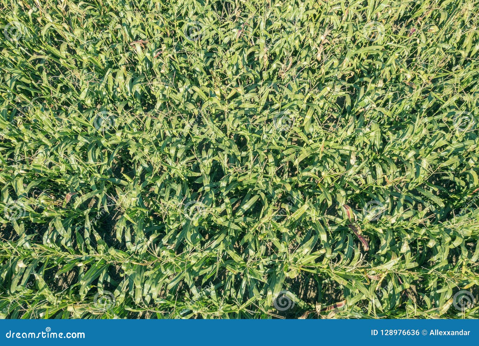 Farmland with a Corn Crop Aerial View Stock Photo - Image of plant ...