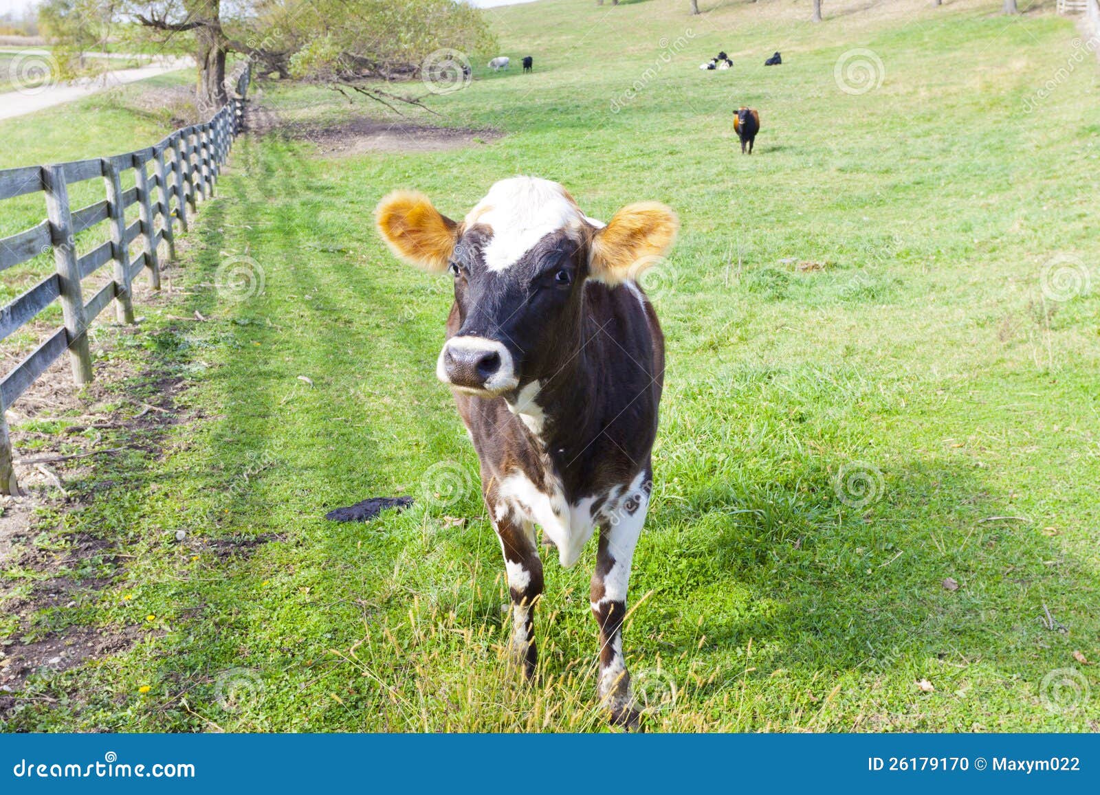 Farmland - Cow stock photo. Image of green, american - 26179170