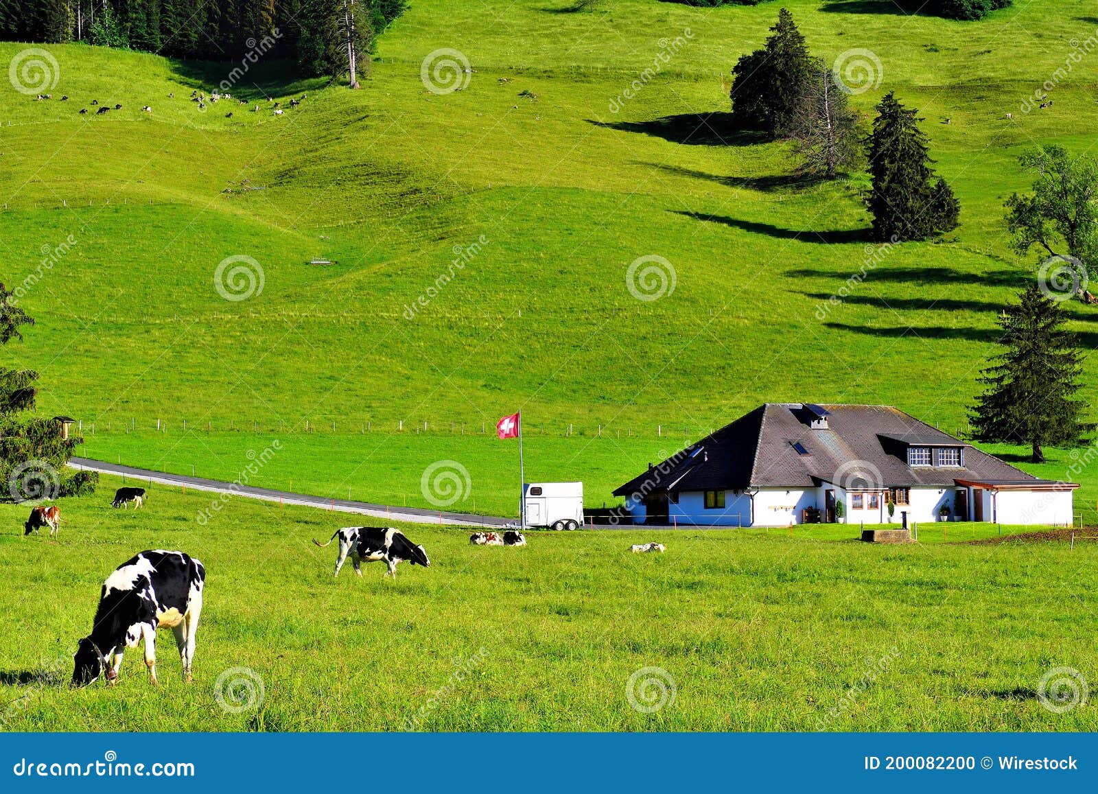 Farmland with Cows Grazing on a Sunny Day Stock Photo - Image of ...