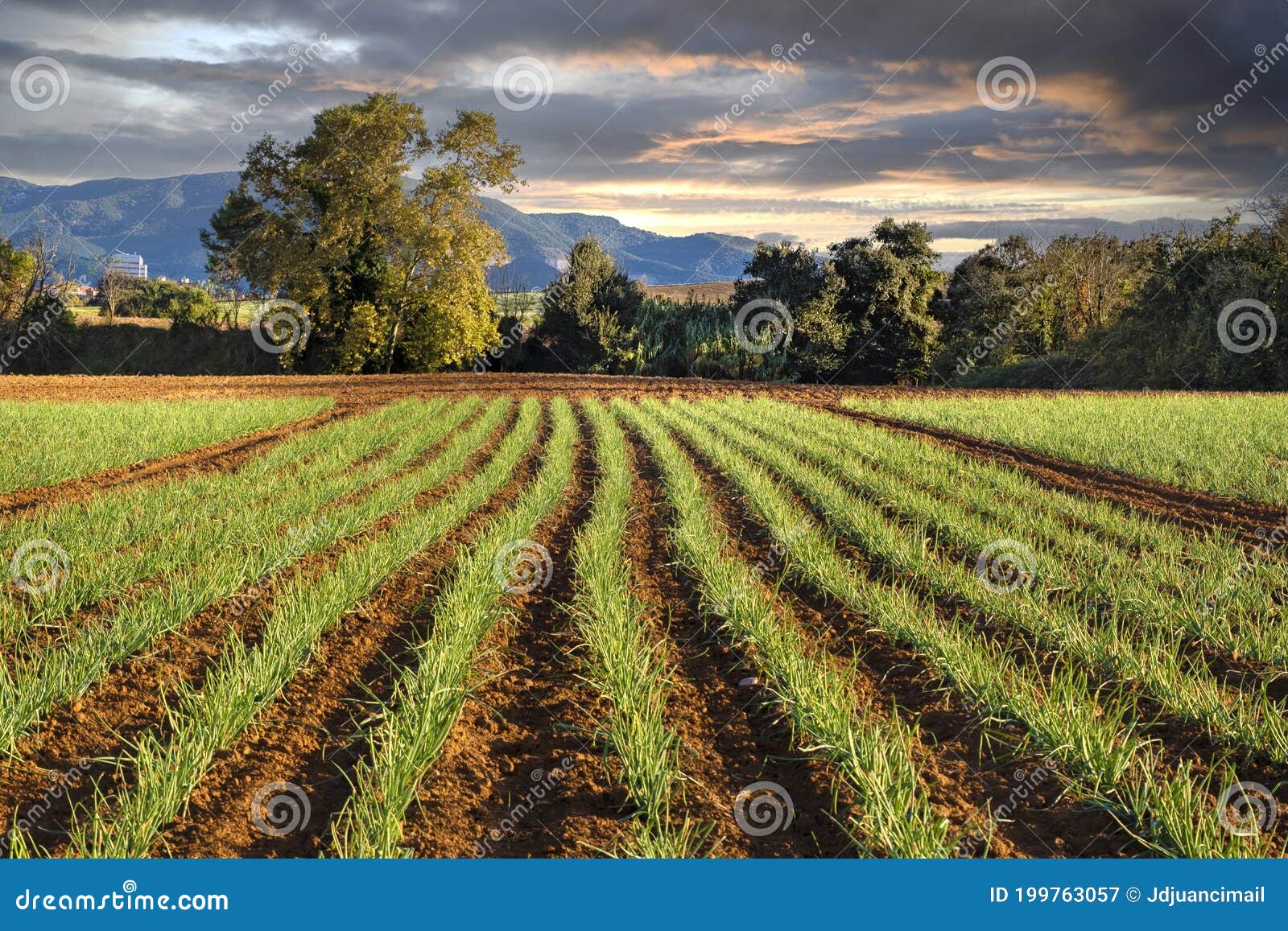Farmland Cultivation Background and Sunset. Empty Copy Space Stock ...