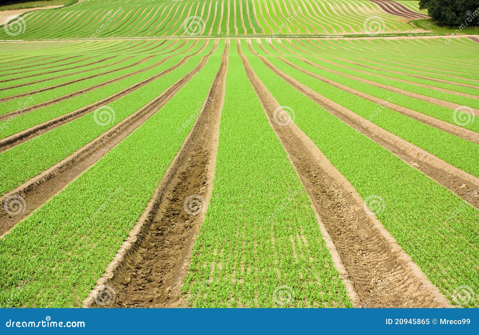 Farmland Furrows with New Planting in Perspective Stock Image - Image ...