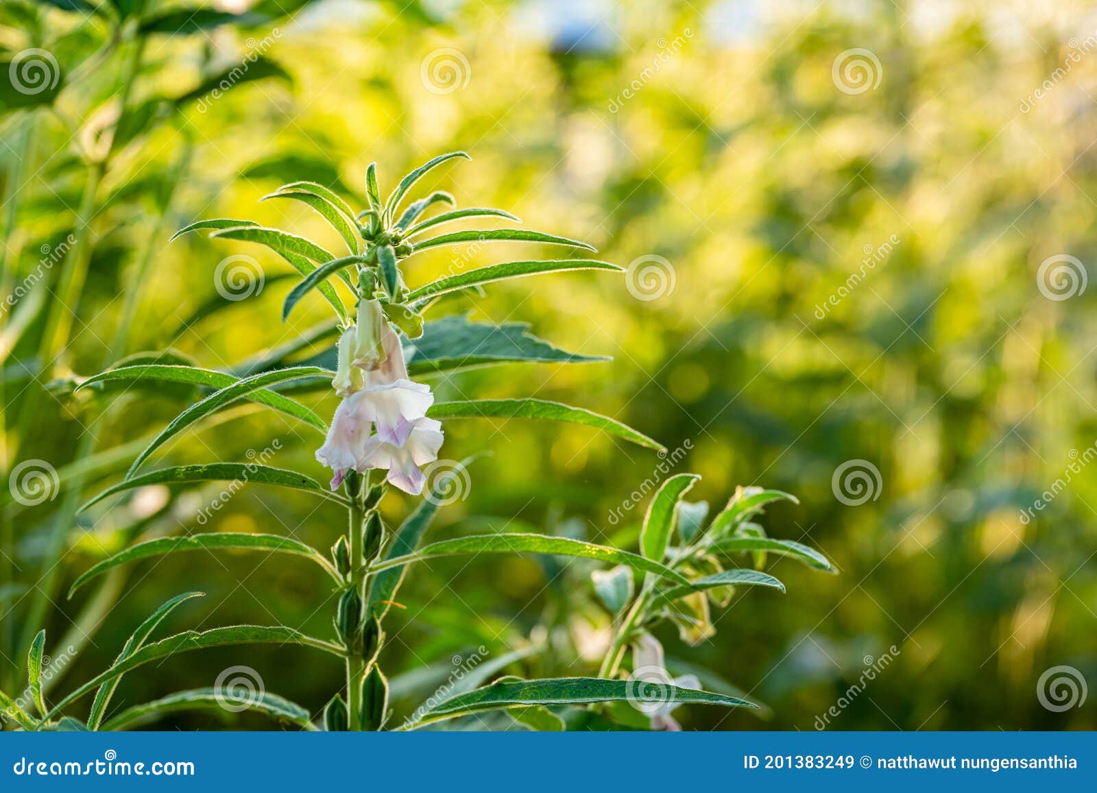 Farmland in the Growth of Sesame on Tree in Sesame Plants Stock Image ...