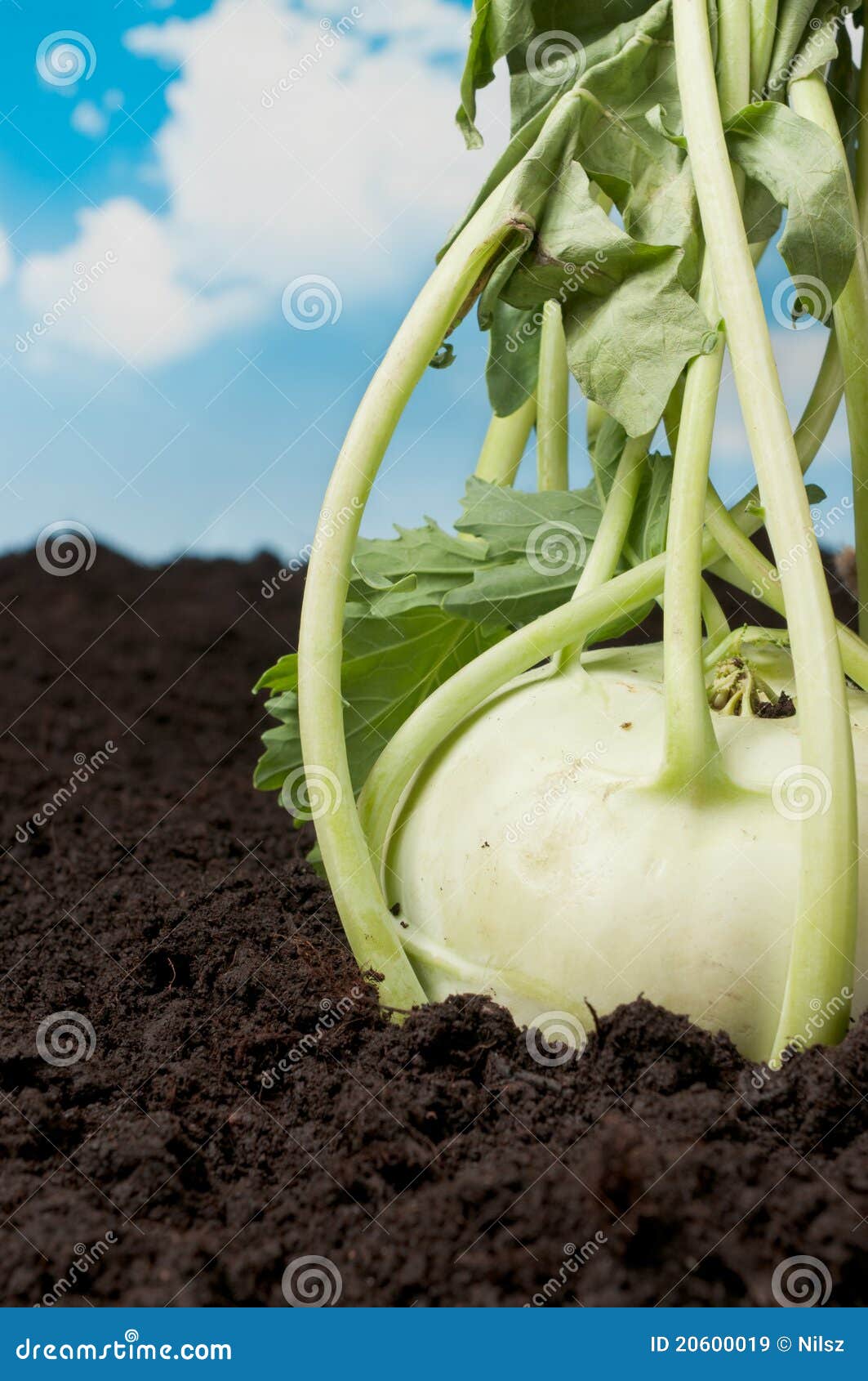 Farmland with Kohlrabi Turnip Stock Image - Image of farmland, farming ...
