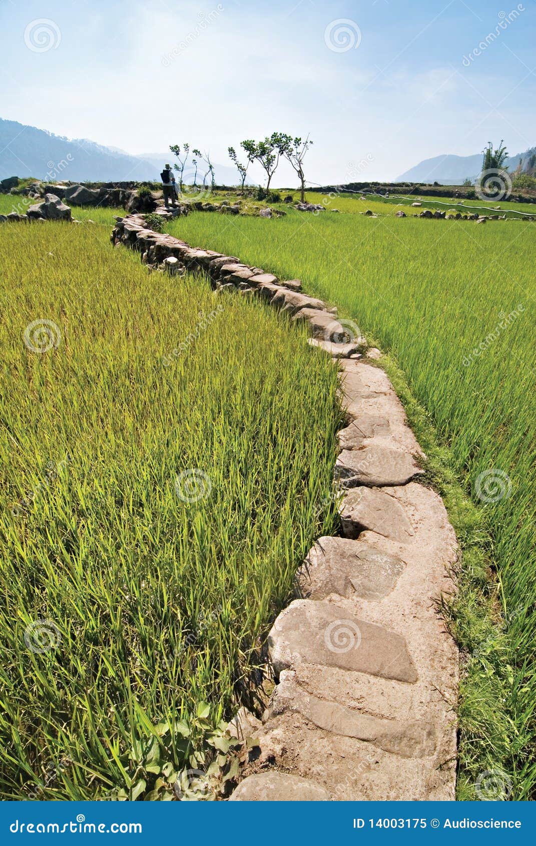 Farmland Pathway stock image. Image of lush, foliage - 14003175