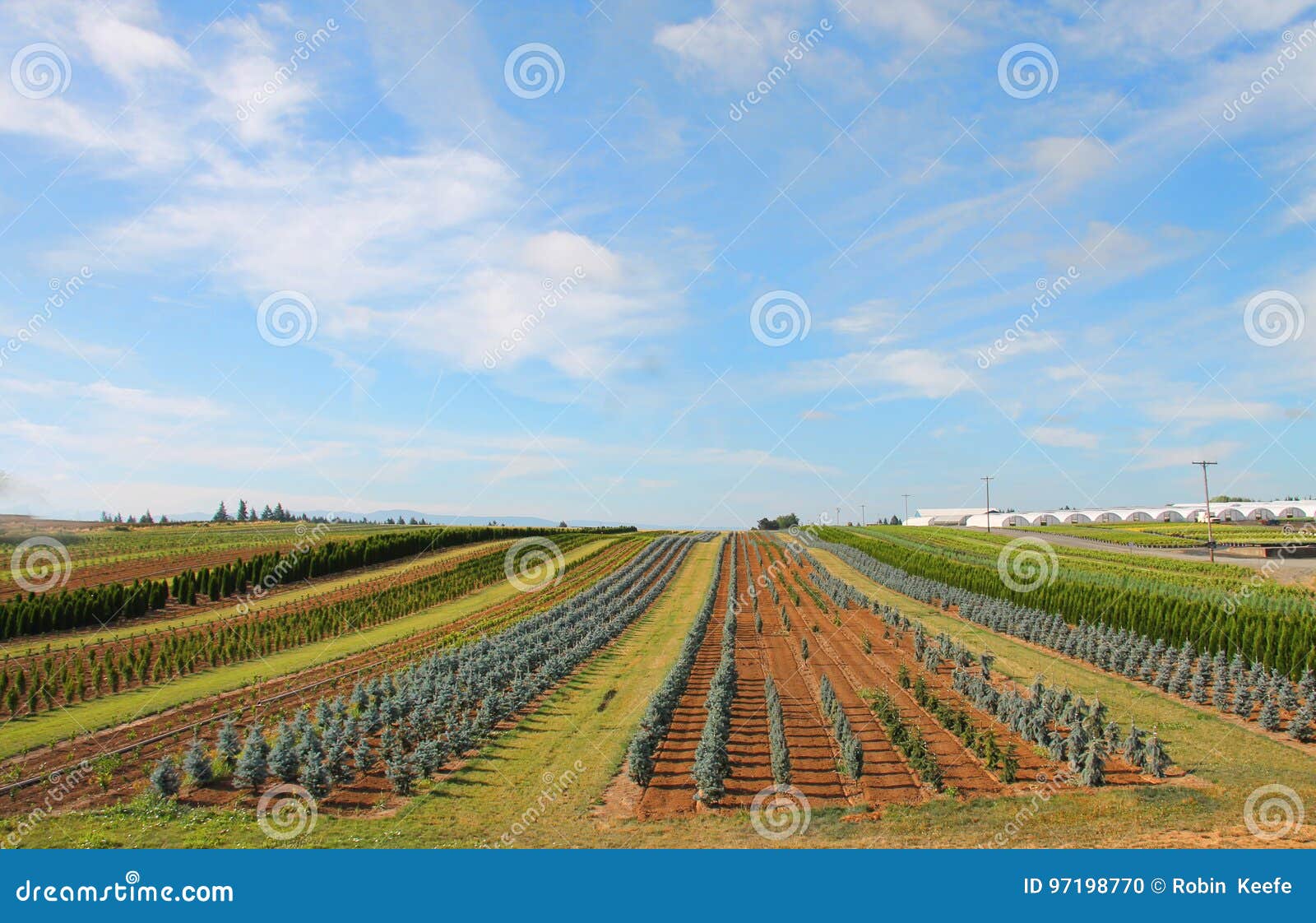 Farmland and planted crops stock photo. Image of planted - 97198770