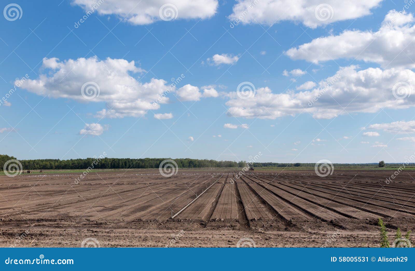 Farmland stock image. Image of plants, planting, cultivating - 58005531