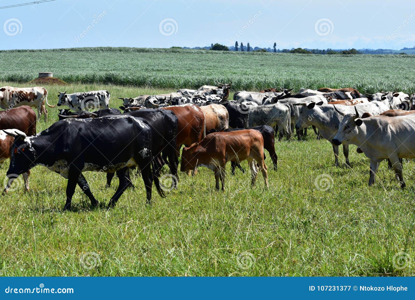 Beautiful Cattle and Scenery Stock Image - Image of farmland, beautiful ...