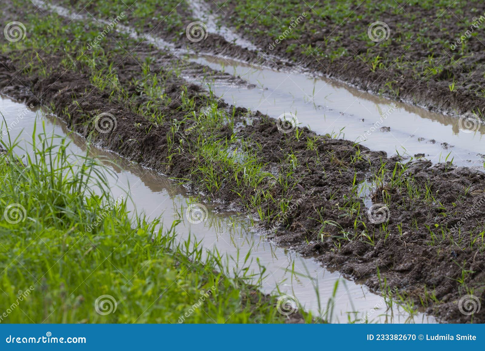 Farmland after spring rain stock photo. Image of agricultural - 233382670