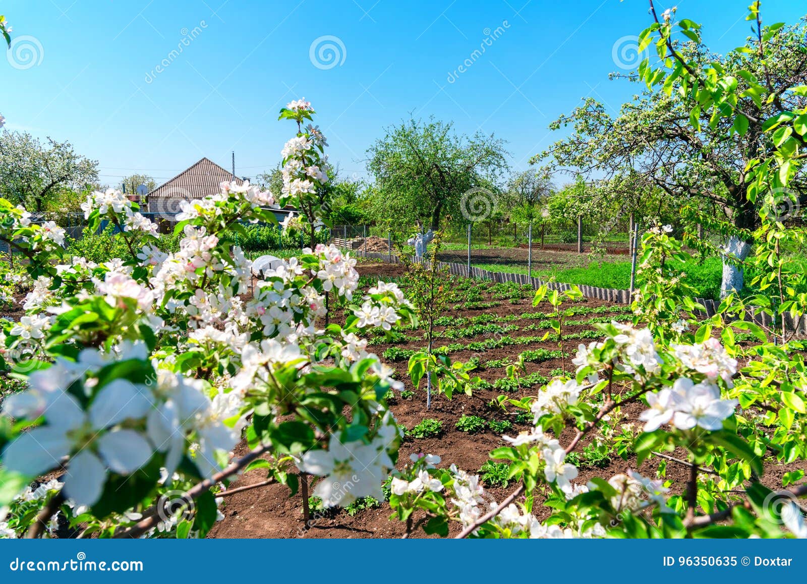 Farmland Spring Tree in the Garden. Stock Image - Image of healthy ...