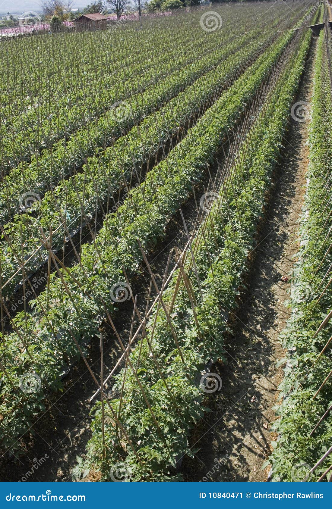 Farmland; Tomato Field stock image. Image of oriental - 10840471
