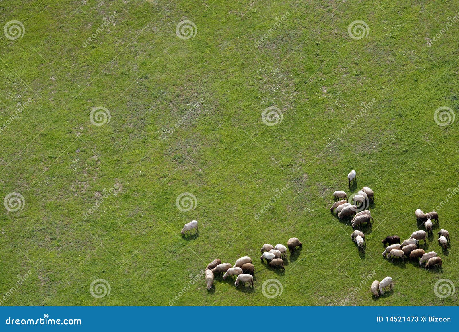 Farmlands and sheep stock image. Image of herd, environment - 14521473