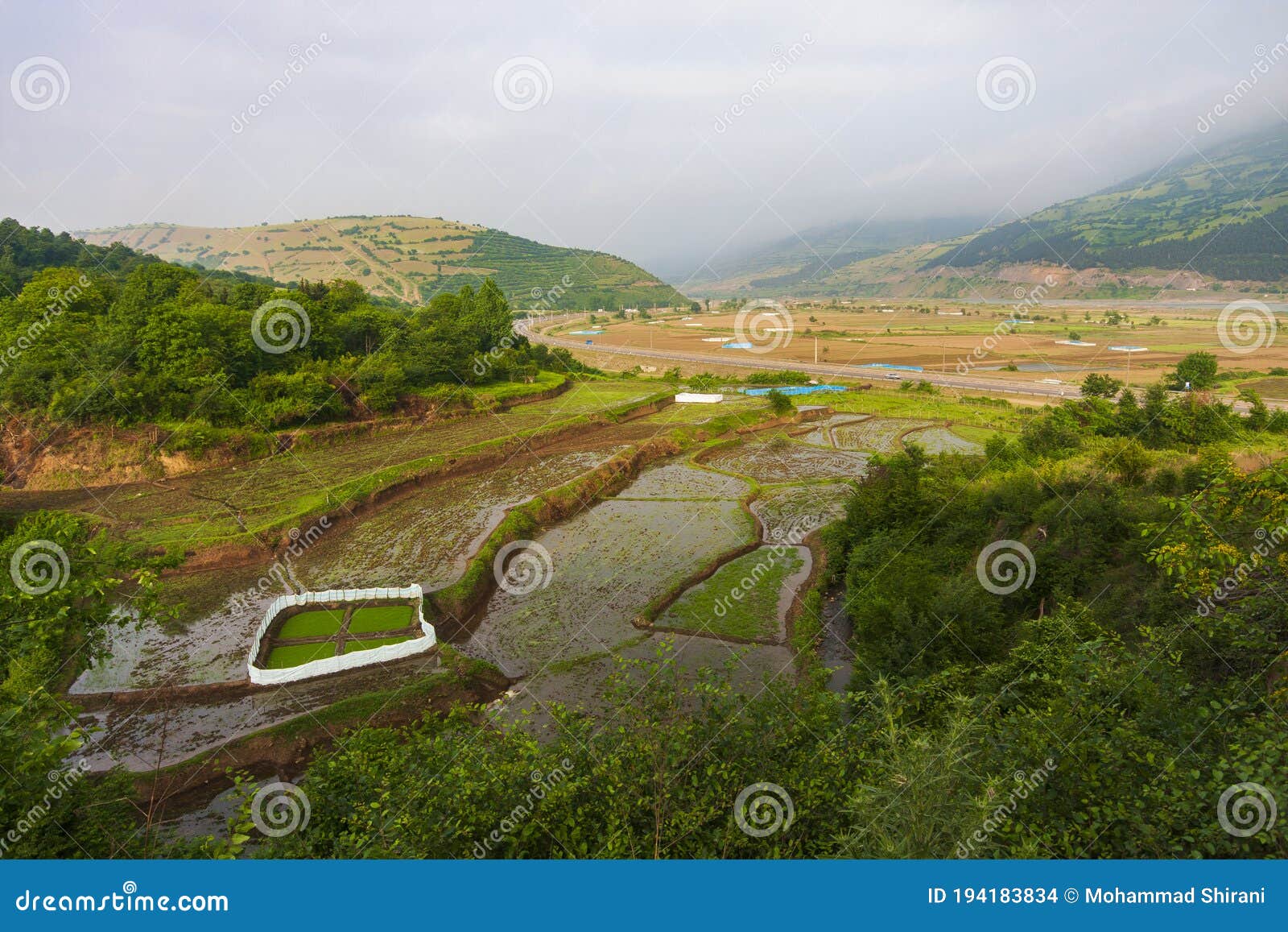 Farms in north of Iran stock photo. Image of outdoors - 194183834