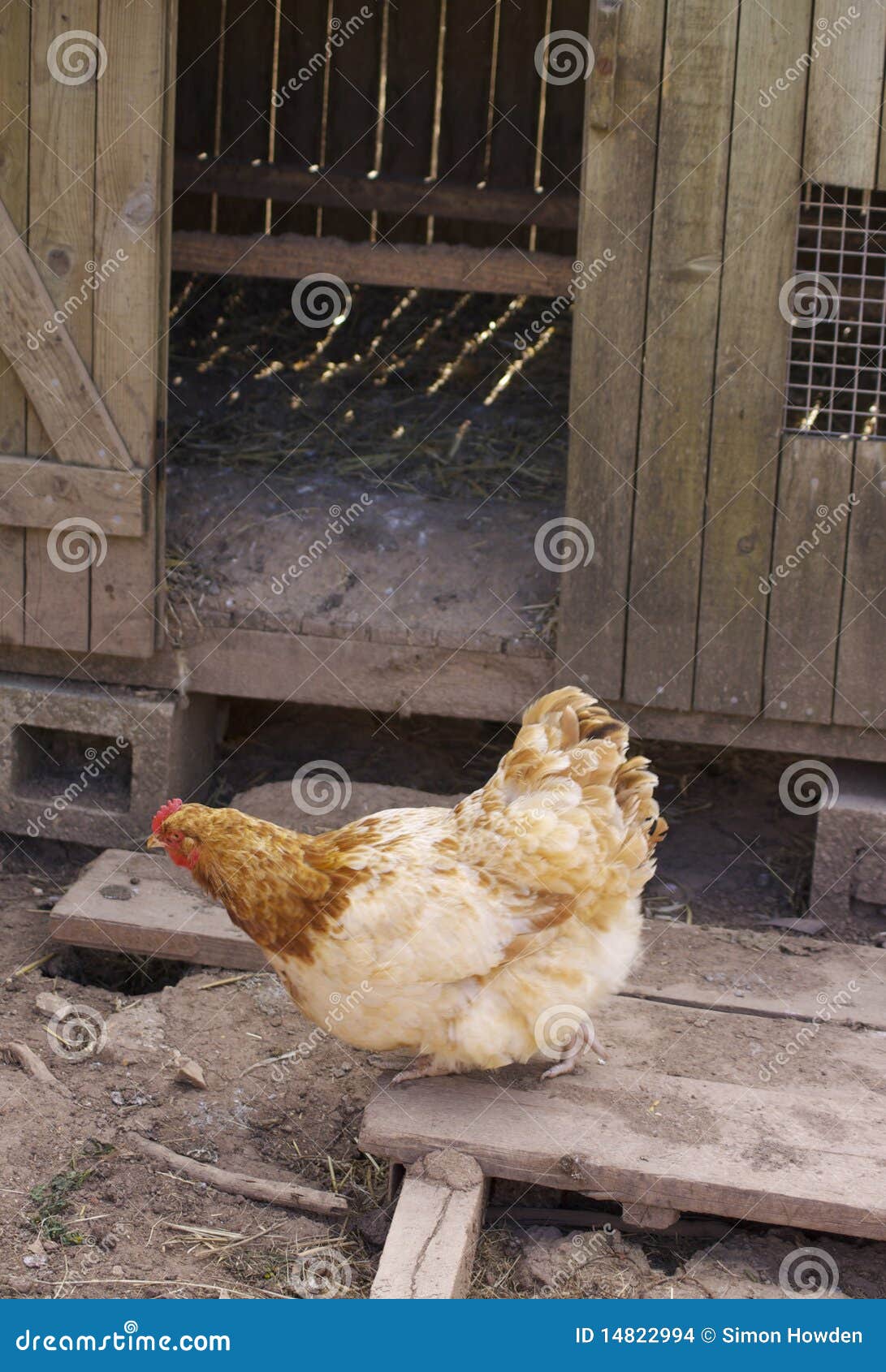 Farmyard Chicken stock photo. Image of pets, detail, house - 14822994