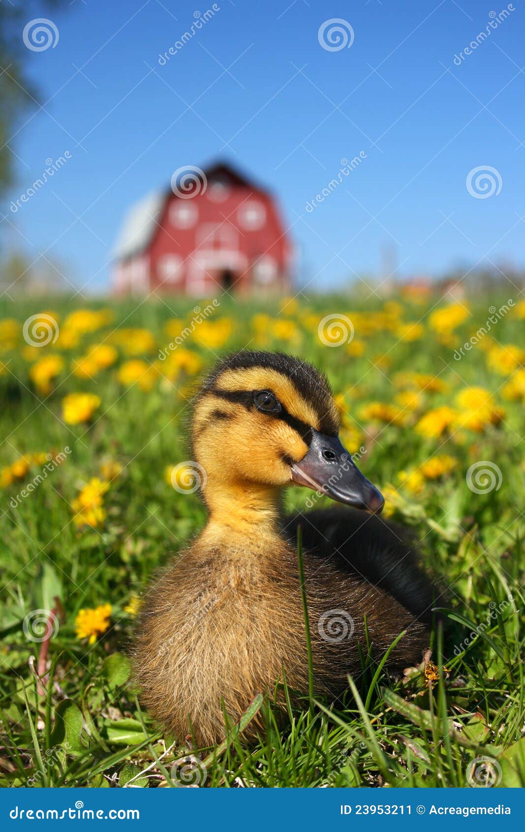 Farmyard duck stock image. Image of sitting, rouen, hatch - 23953211