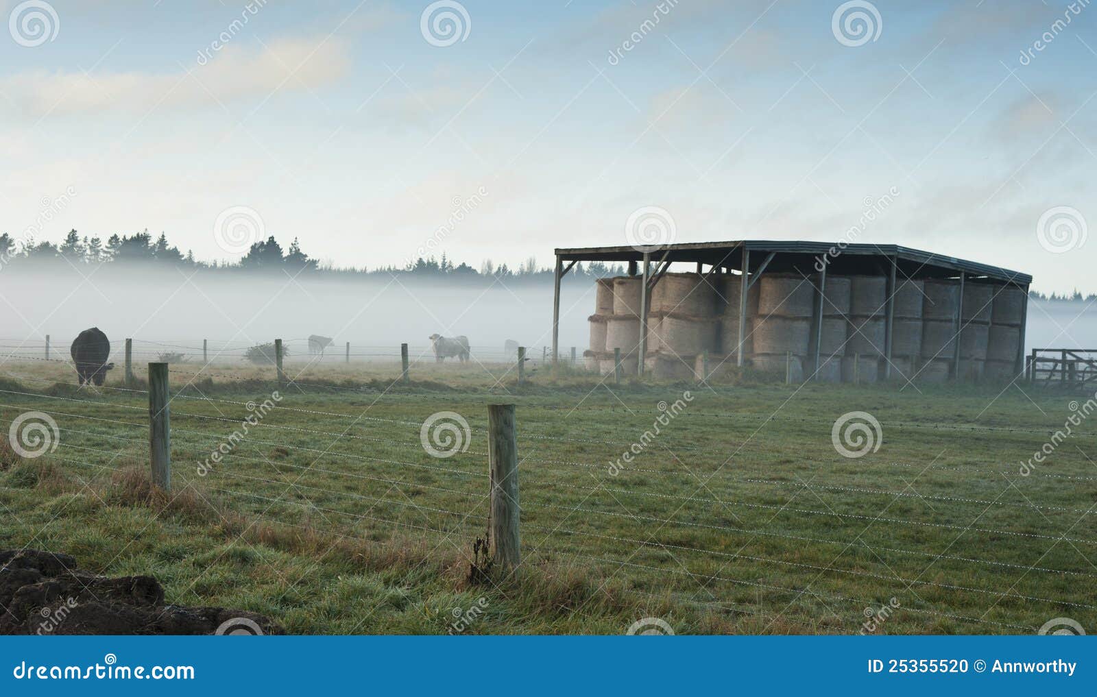 Farmyard fog stock photo. Image of grazing, early, pasture - 25355520
