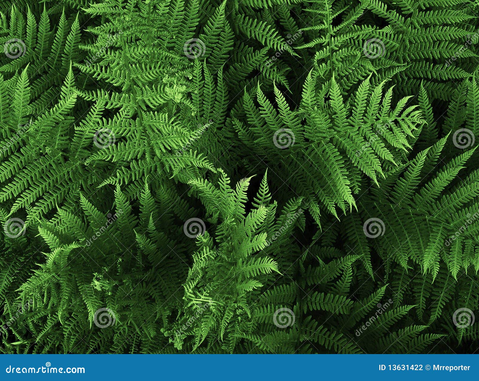 Farn stockfoto. Bild von busch, wild, nahaufnahme, dickicht - 13631422