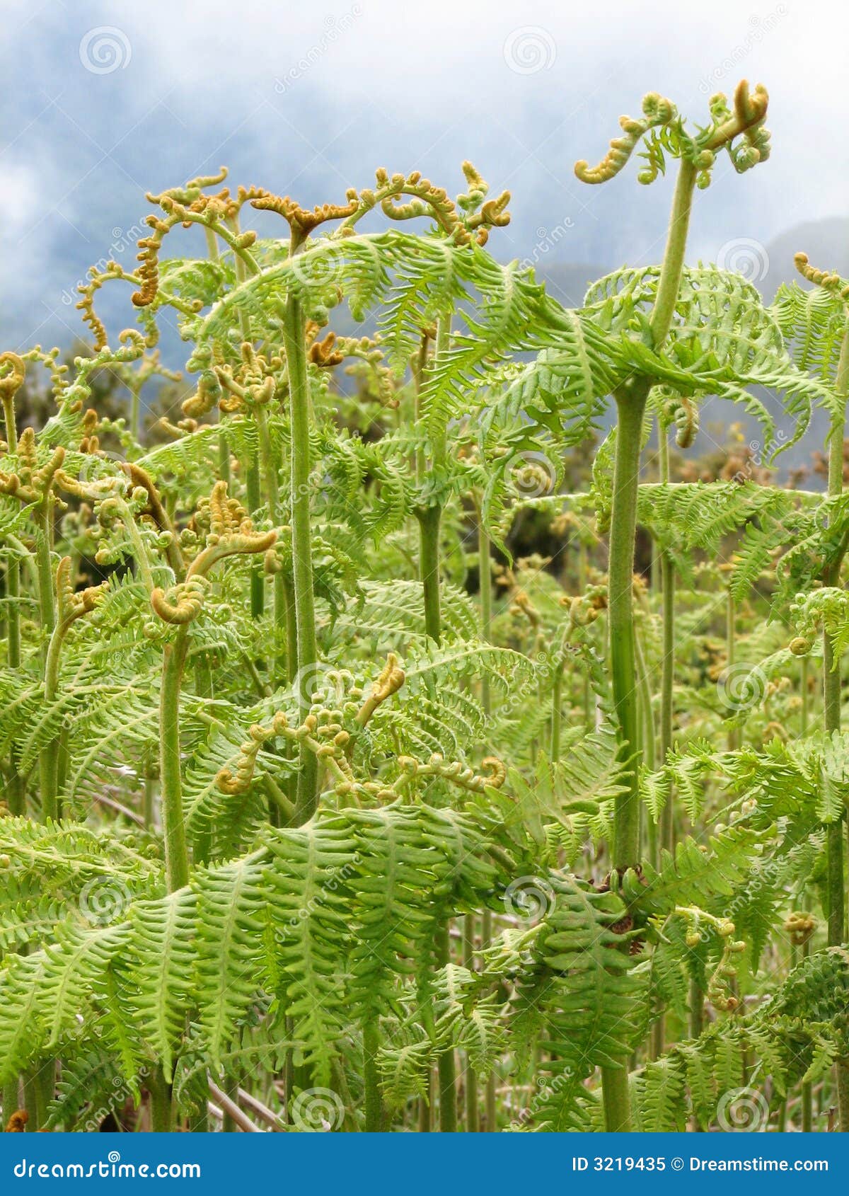 Farn stock image. Image of nature, green, fern, detail - 3219435