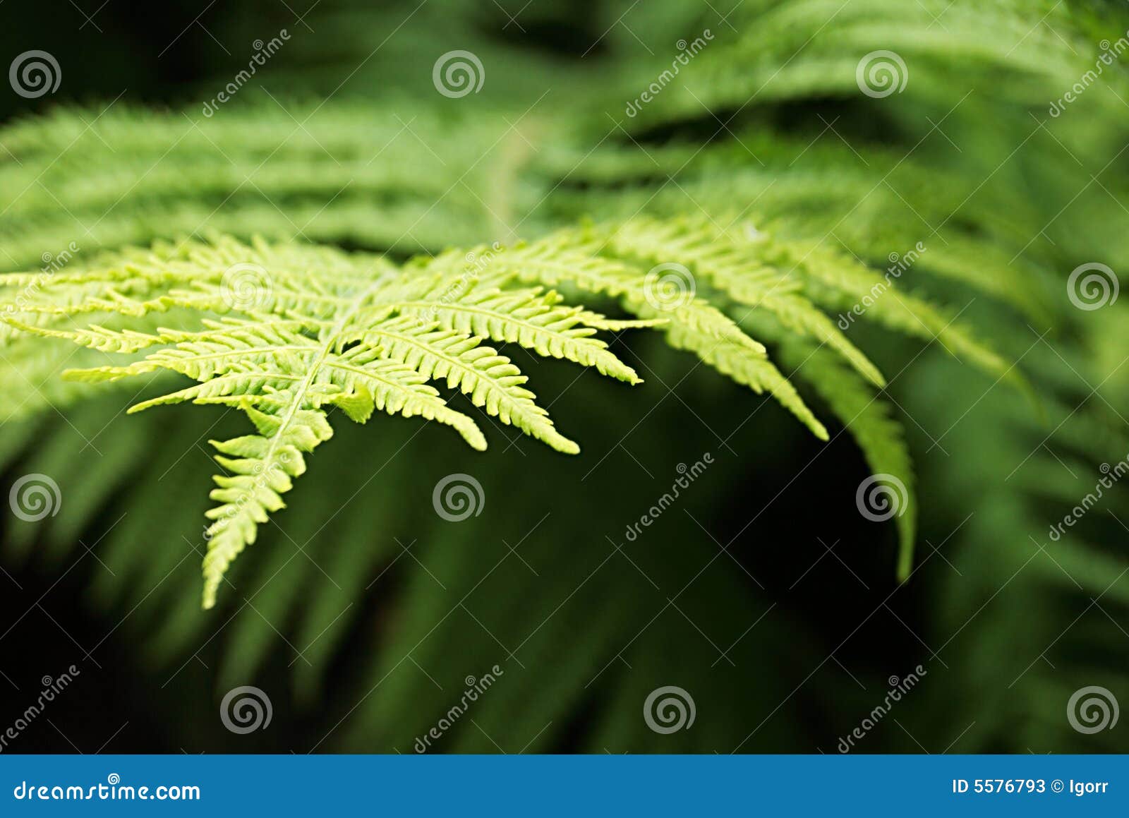 Farn stockbild. Bild von nave, grün, holz, wald, makro - 5576793