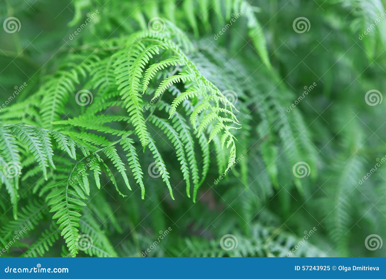 Farn stockbild. Bild von betrieb, laub, hintergrund, blatt - 57243925